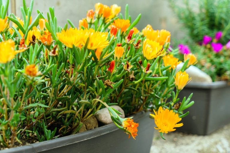 Mini Gardens Add Beauty and Life to Your Home - Millcreek Gardens