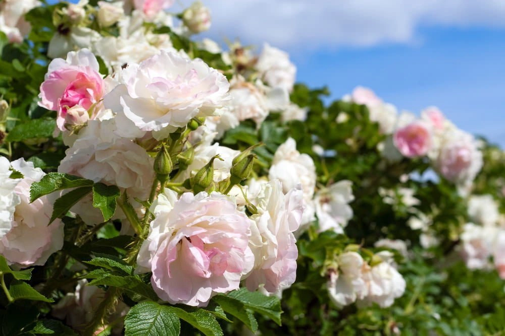 Rose Hedges For Privacy
